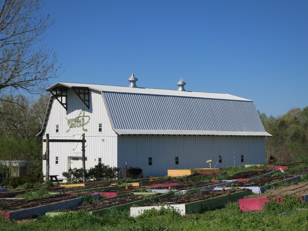 Peacehaven Community Farm | Pineapples on Trees